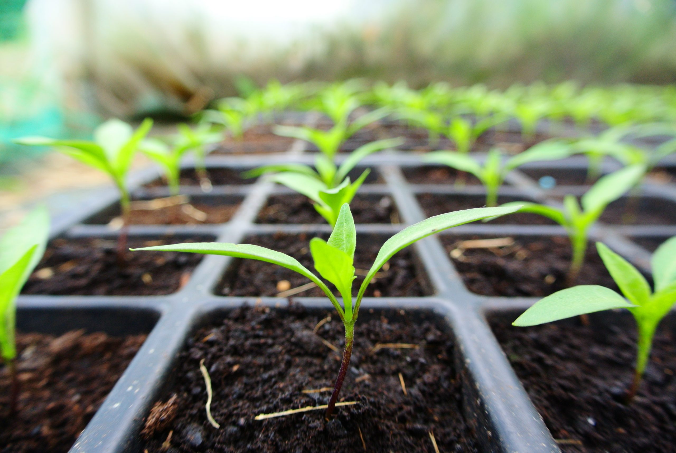 Le repiquage - Piment d'Espelette AOP